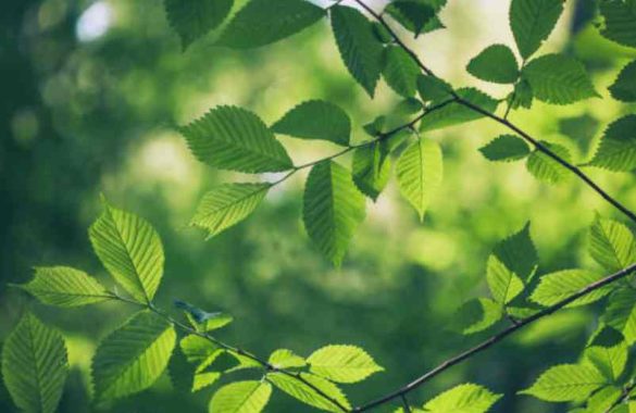 Arbre qui ne perd pas ses feuilles et qui pousse vite 2025: bien faire ...